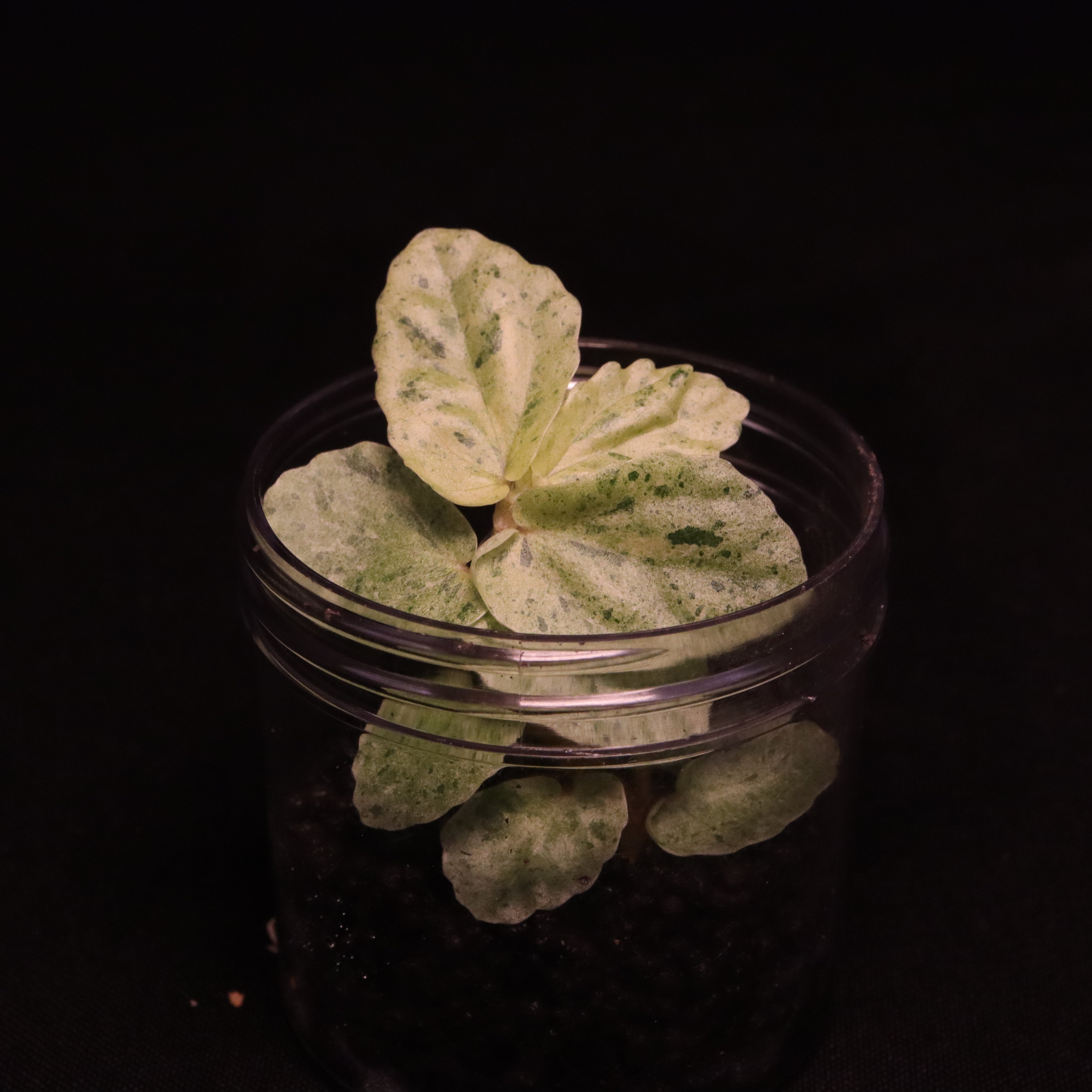 Variegated Pellionia Repens - Watermelon Begonia - B – CheyDPlantLady